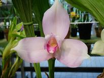 Lycaste
